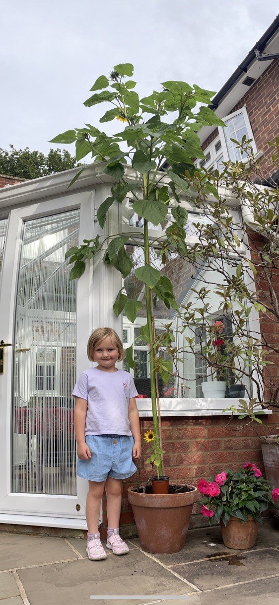 Tallest Sunflower Competition - Amersham Town Council