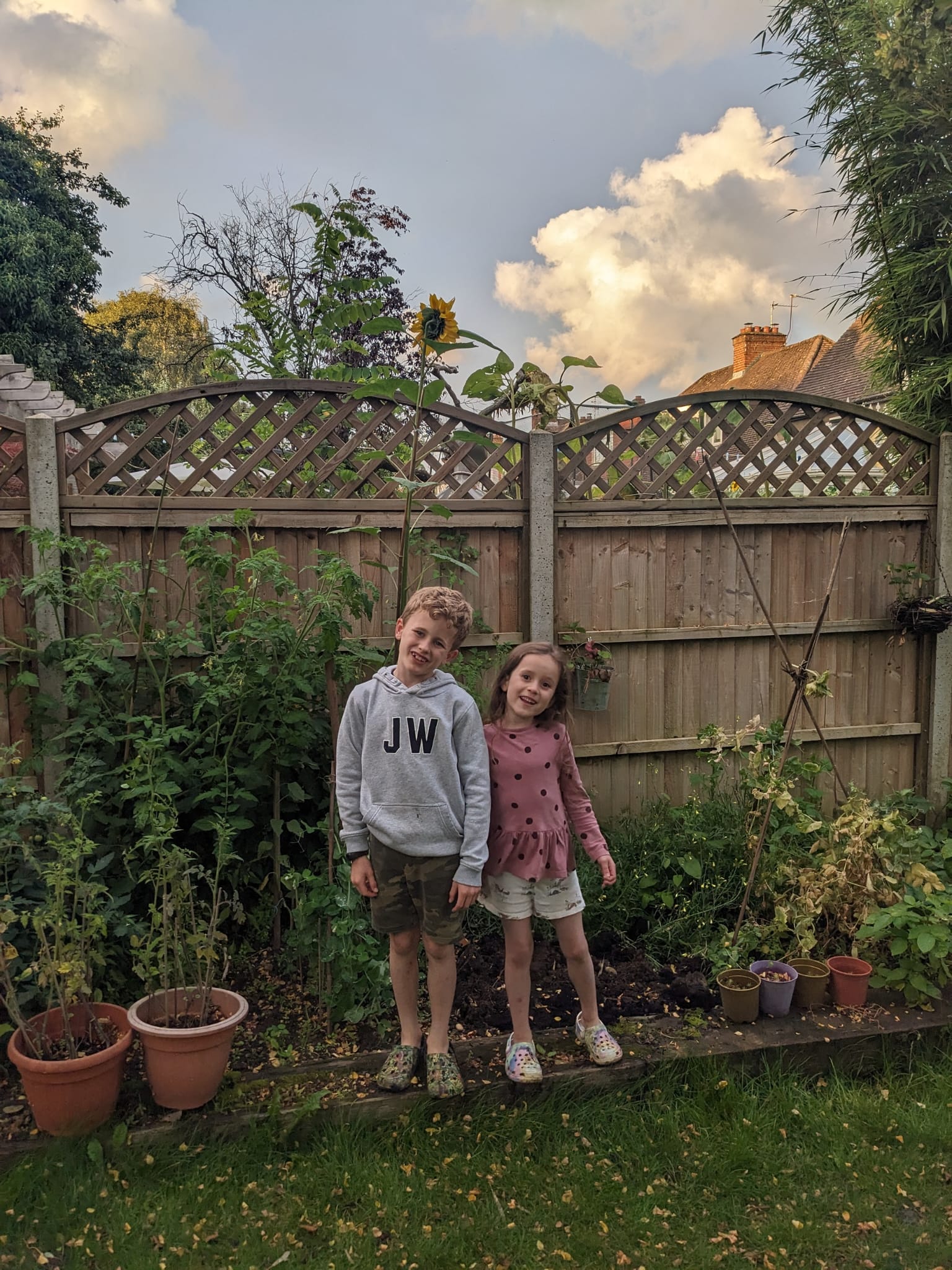 Tallest Sunflower Competition - Amersham Town Council