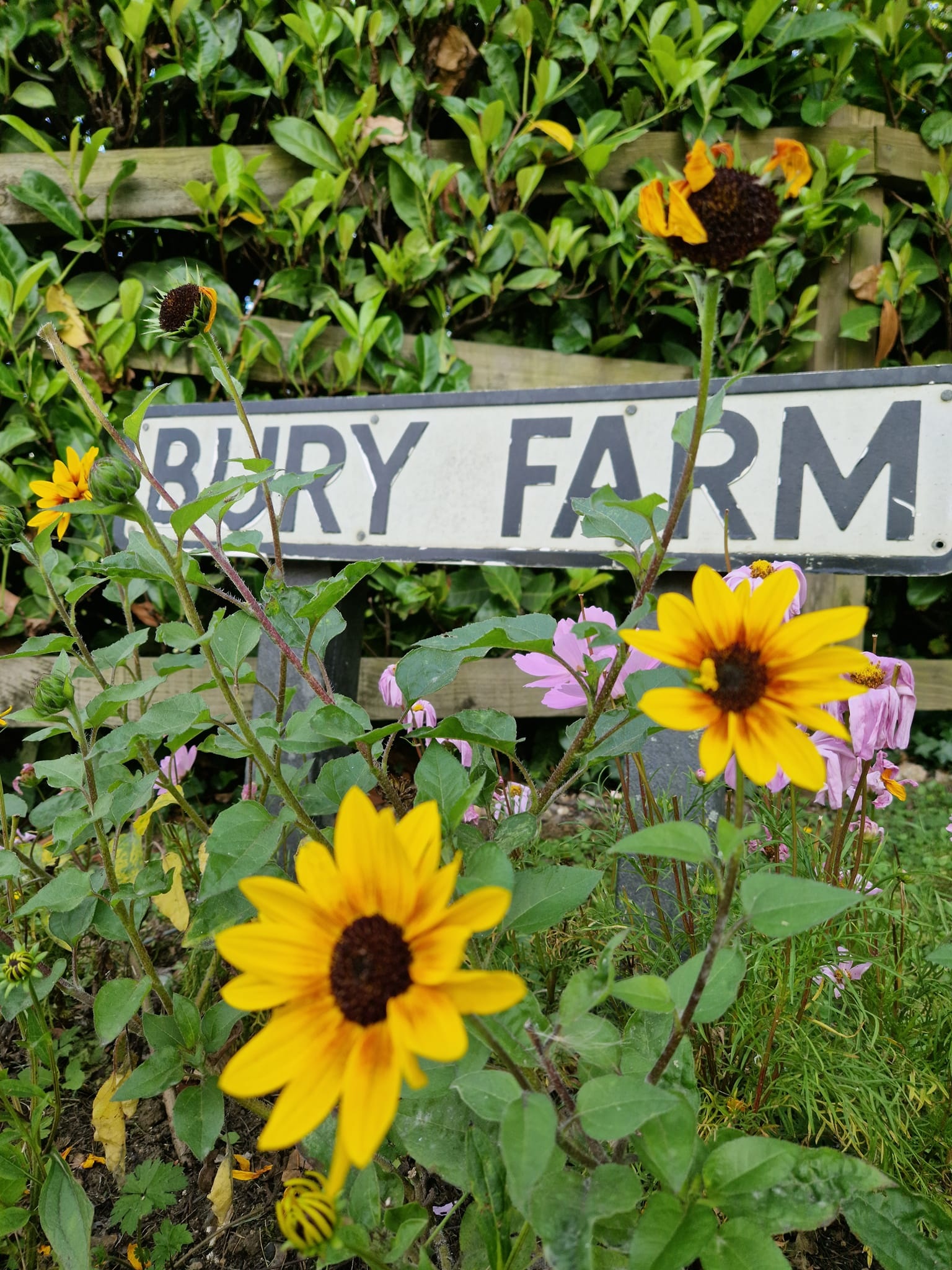 Pockets of Flowers Under Road Signs - Amersham Town Council